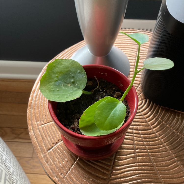 Diagnosing hoya obovata root rot