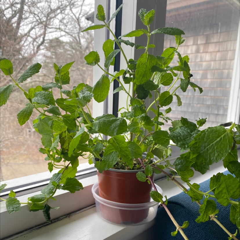Sweet Mint - Ultimate Guide to Fertilizing