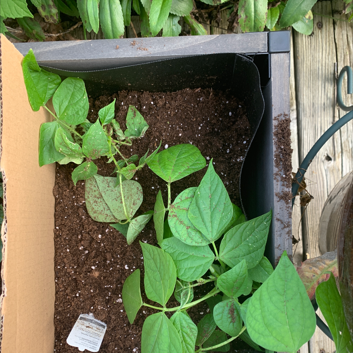 Why Are My Common Bean Leaves Falling Over?