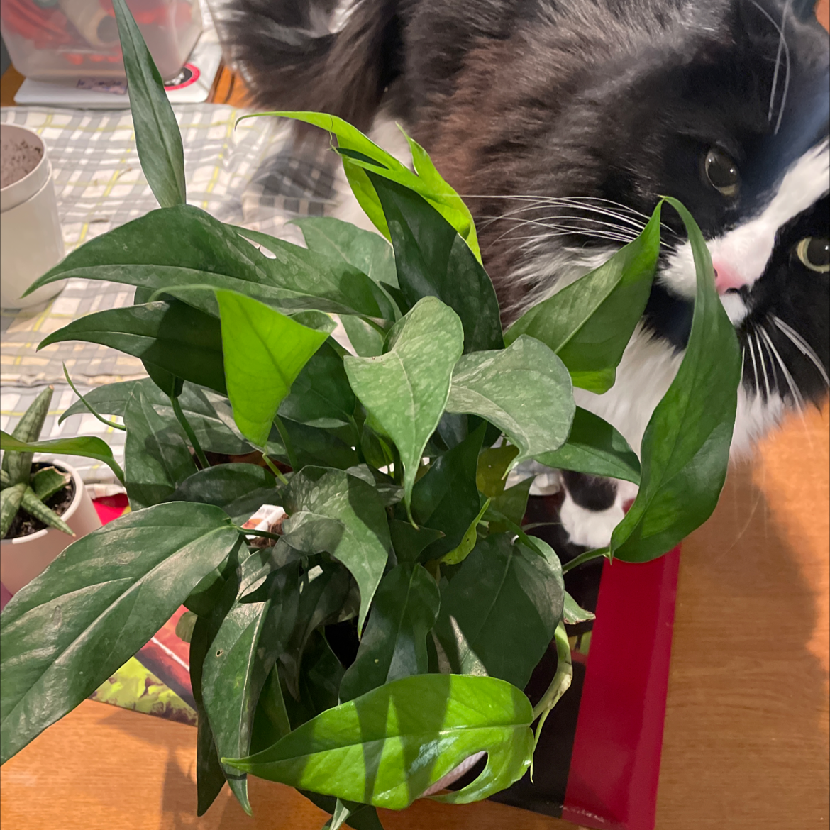 Baltic Blue Pothos Fertilizer: How and When to Use It