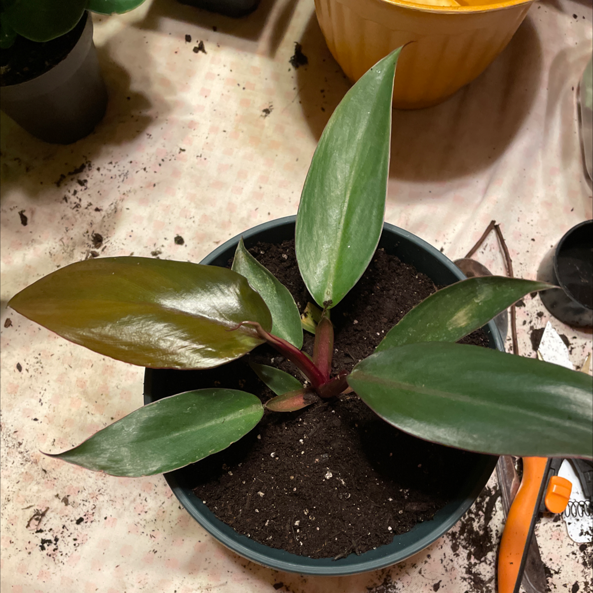 Keep Your Philodendron 'Ruk' Alive: Light, Water & Care Instructions