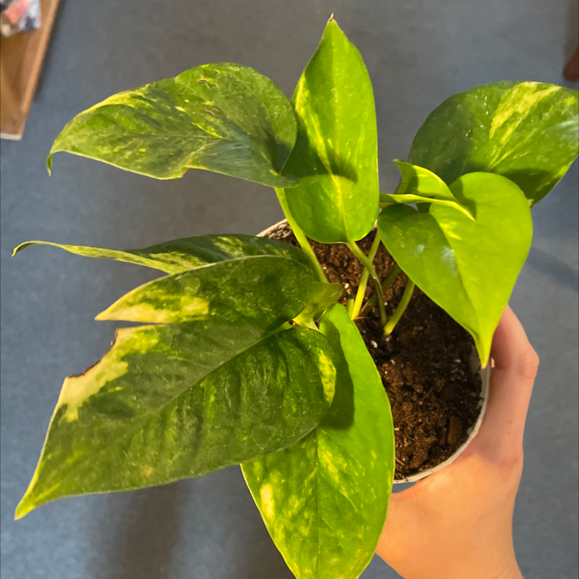 💧 Why Are My Hawaiian Pothos Leaves Mushy?