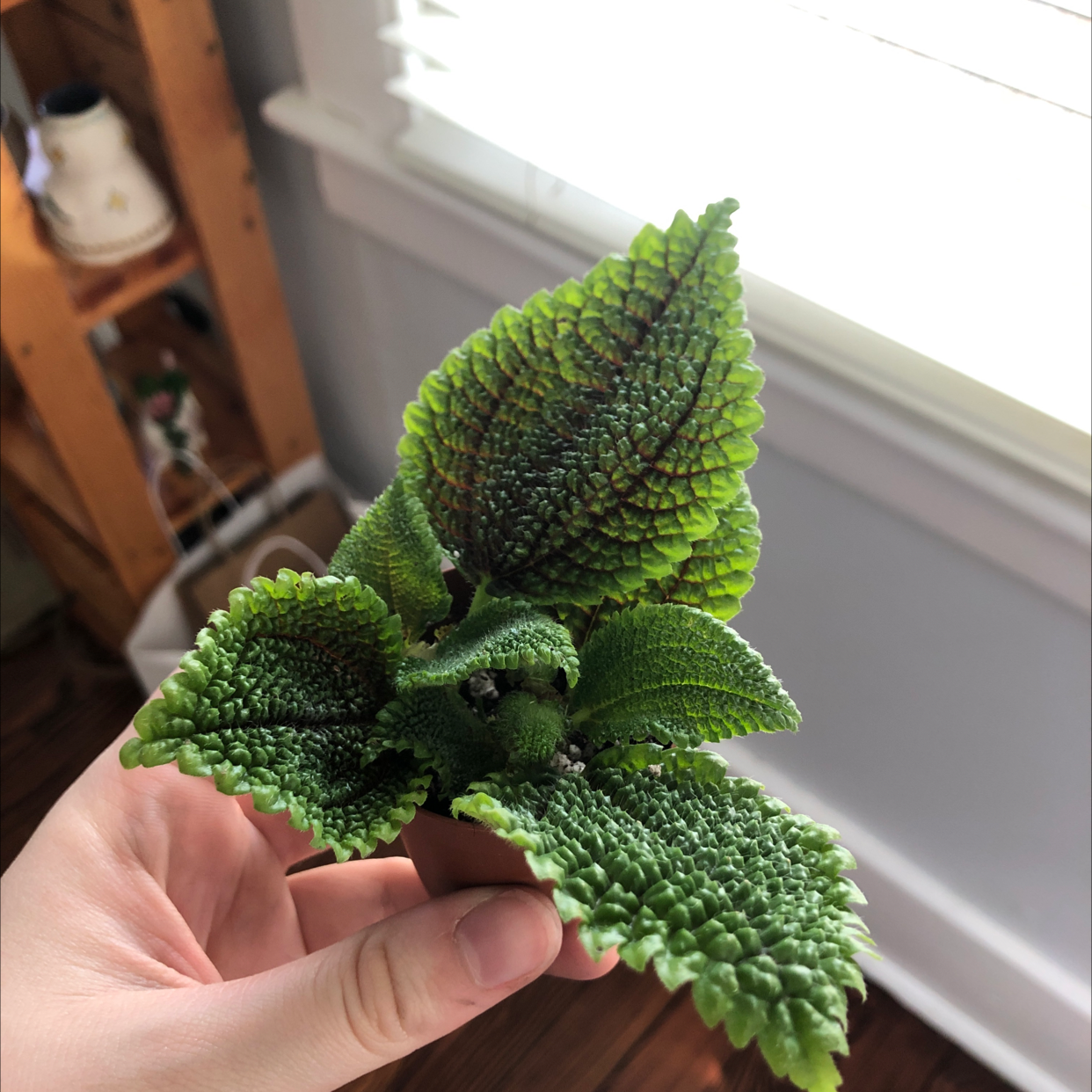 Propagating My Pilea 'Moon Valley': Step-by-Step Guide