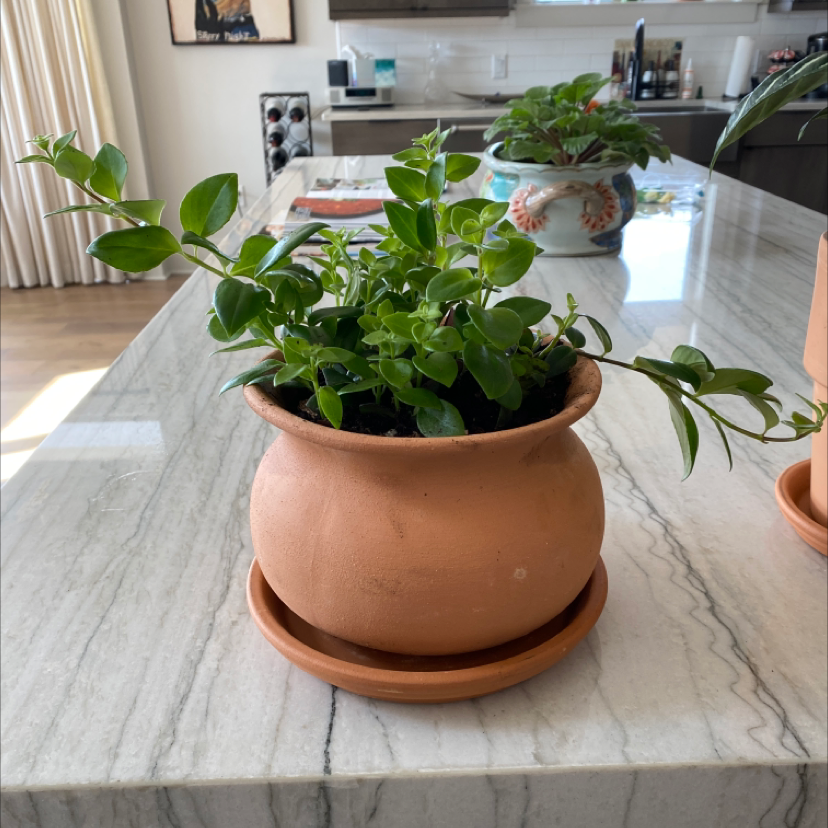 Best Soil Potting Mix for Lipstick Vine