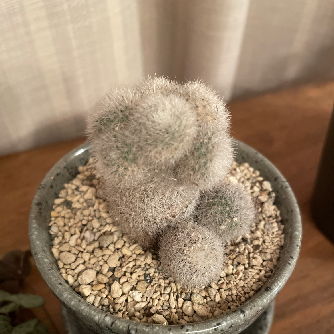 Common Snowball Cactus Problems