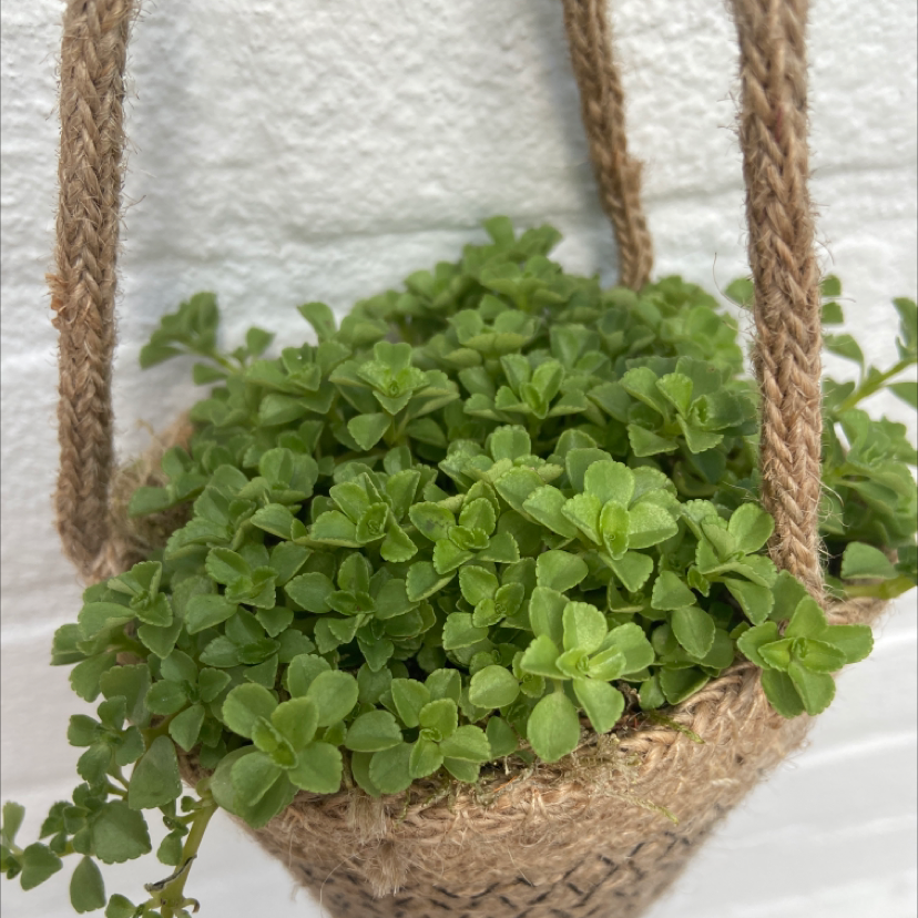 Symbolism and Benefits of the Baby's Tears