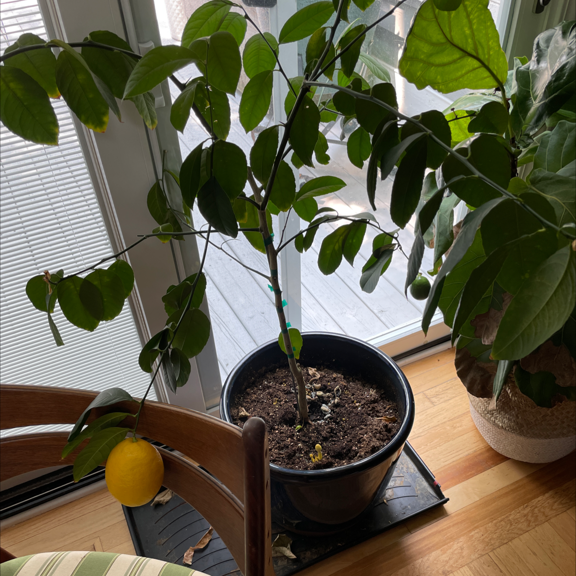 🍊 Best Potting Soil Mix for Pomelo