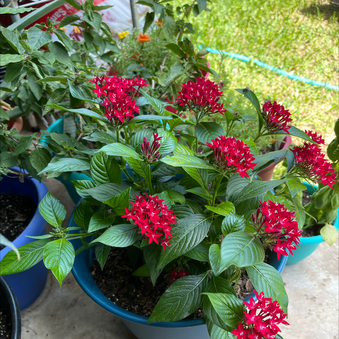 Common Egyptian Starcluster Problems