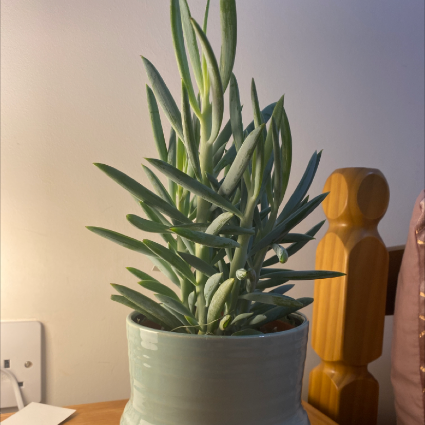 Year-Round Light Requirements For Your Skyscraper Senecio