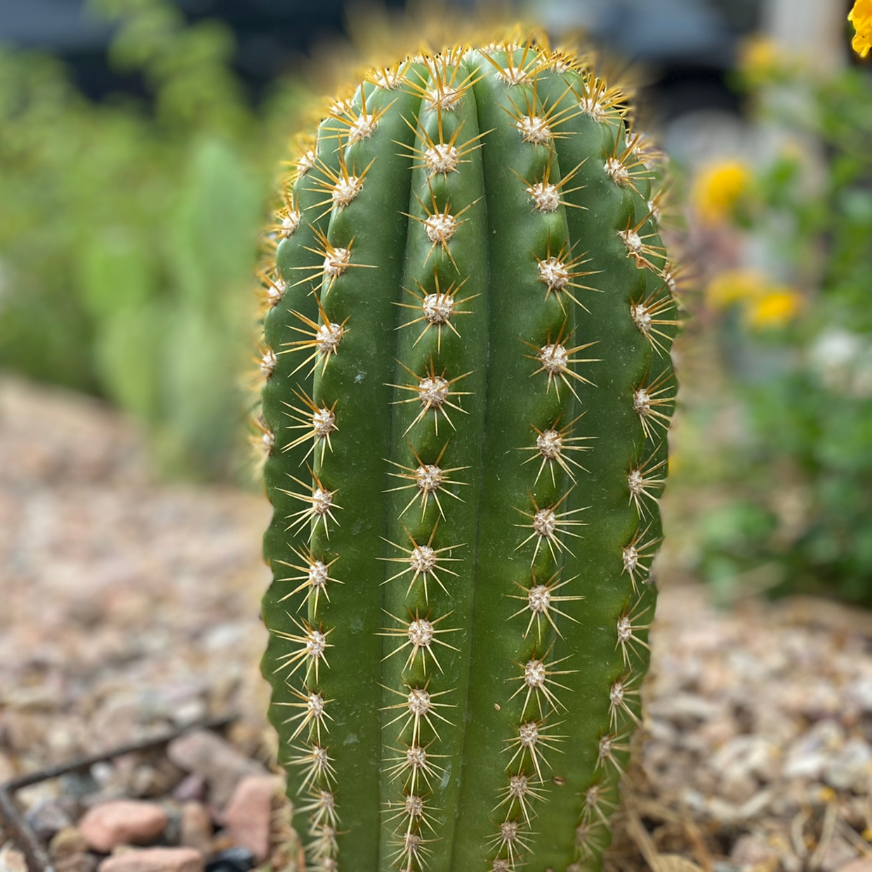🌞 How to Get a Sun Goddess Barrel Cactus to Bloom