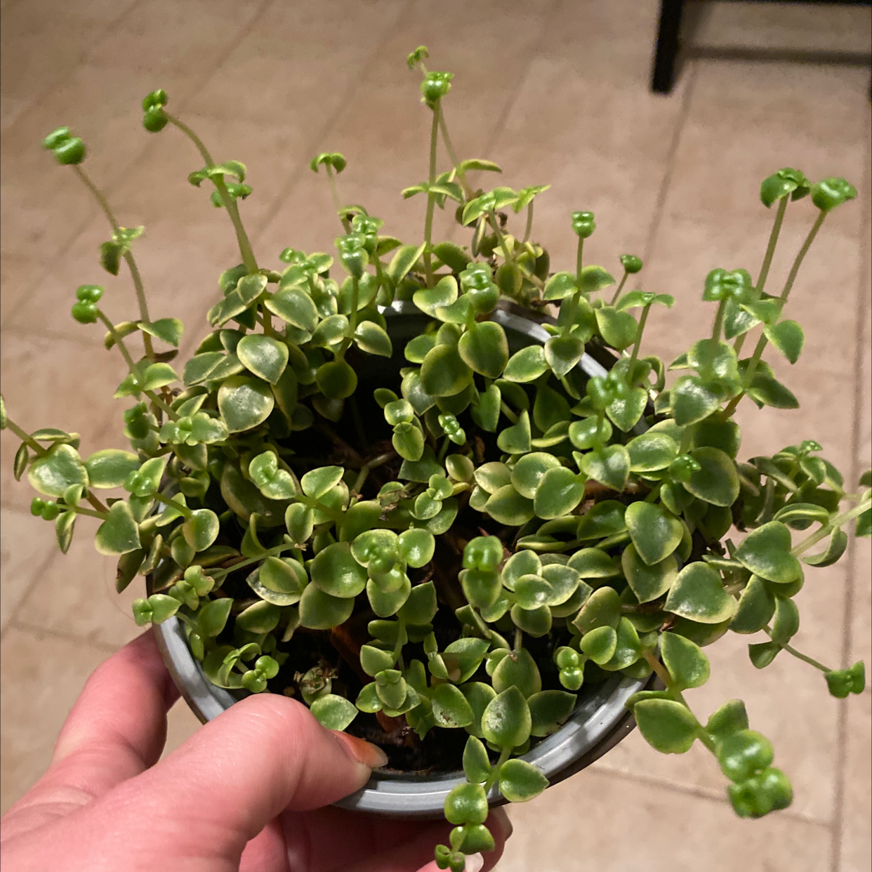 How to Propagate Your Sedum 'Little Missy'