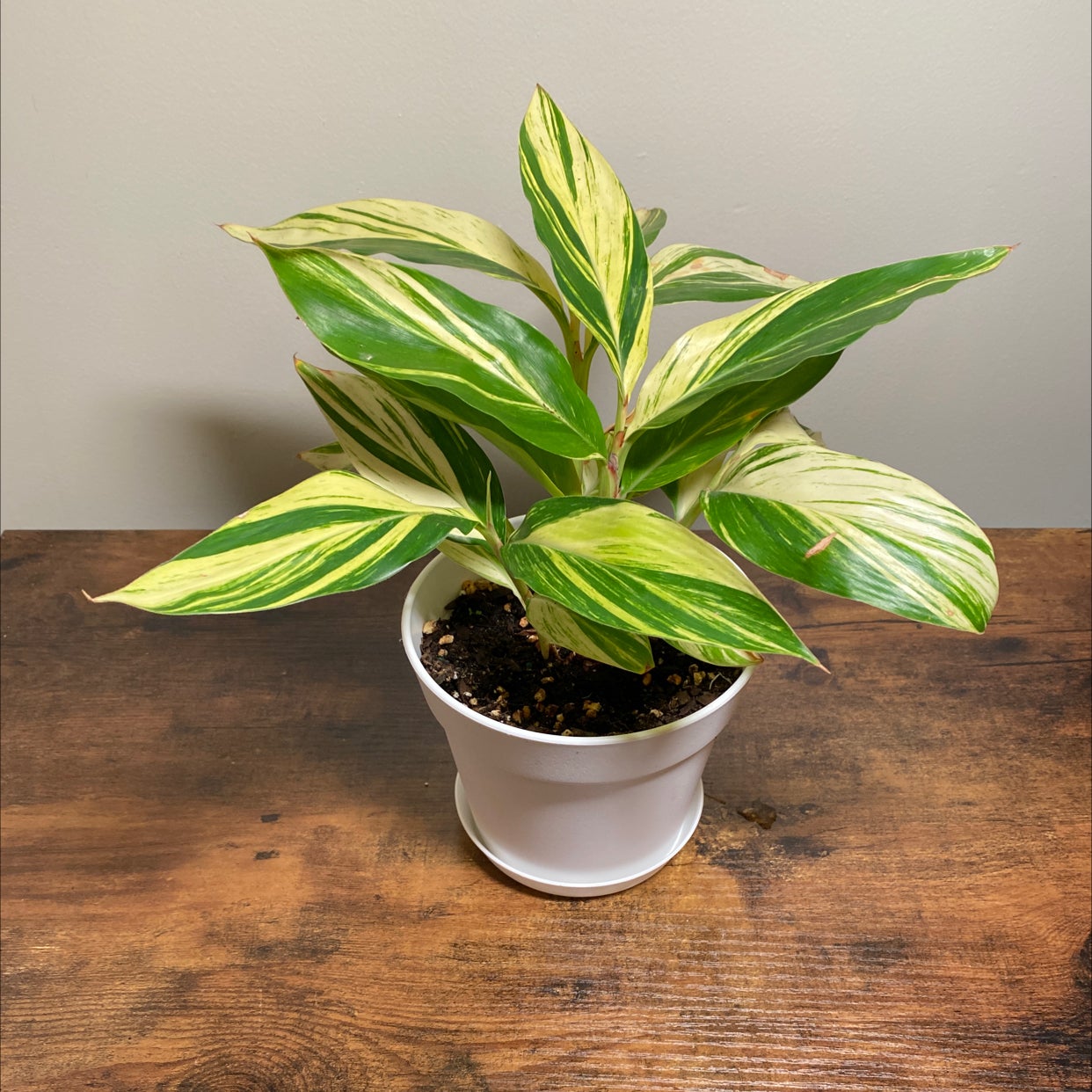 Propagating My Variegated Shell Ginger: Step-by-Step Guide