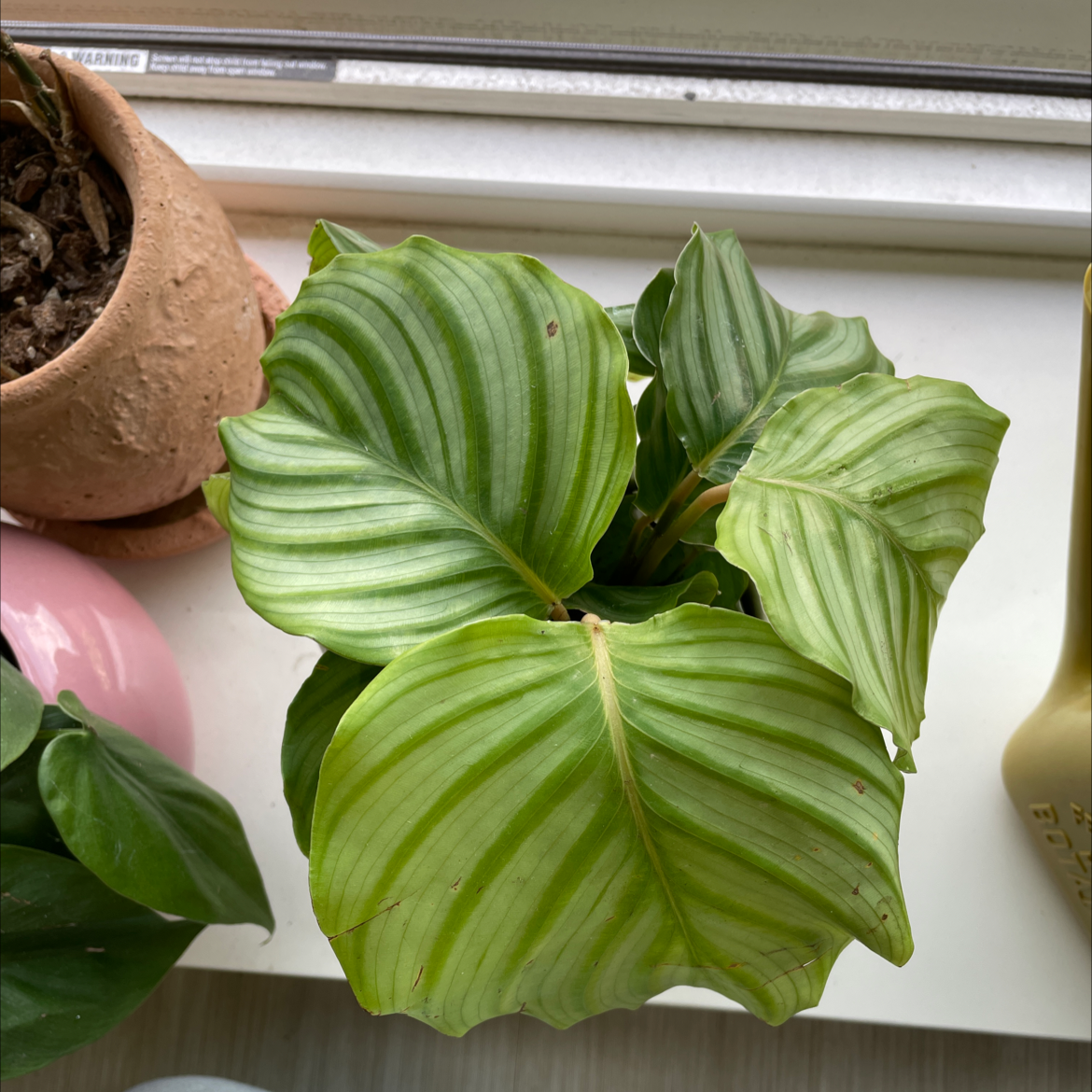 Diagnosing calathea orbifolia root rot