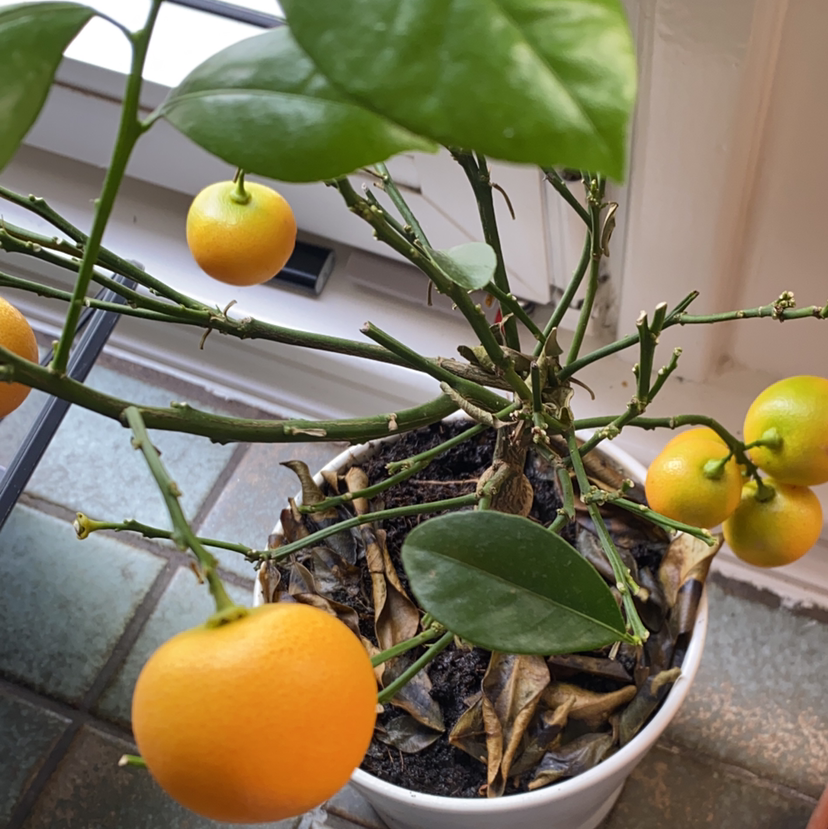 🍊 How Do I Cure Orange Tree Root Rot?