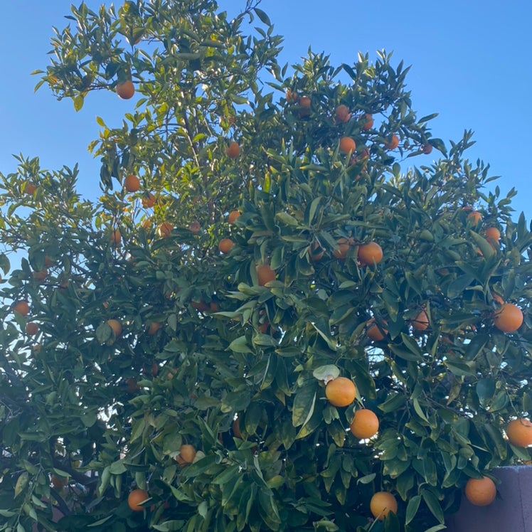 🍊 How and When Should I Cut Back My Orange Tree?