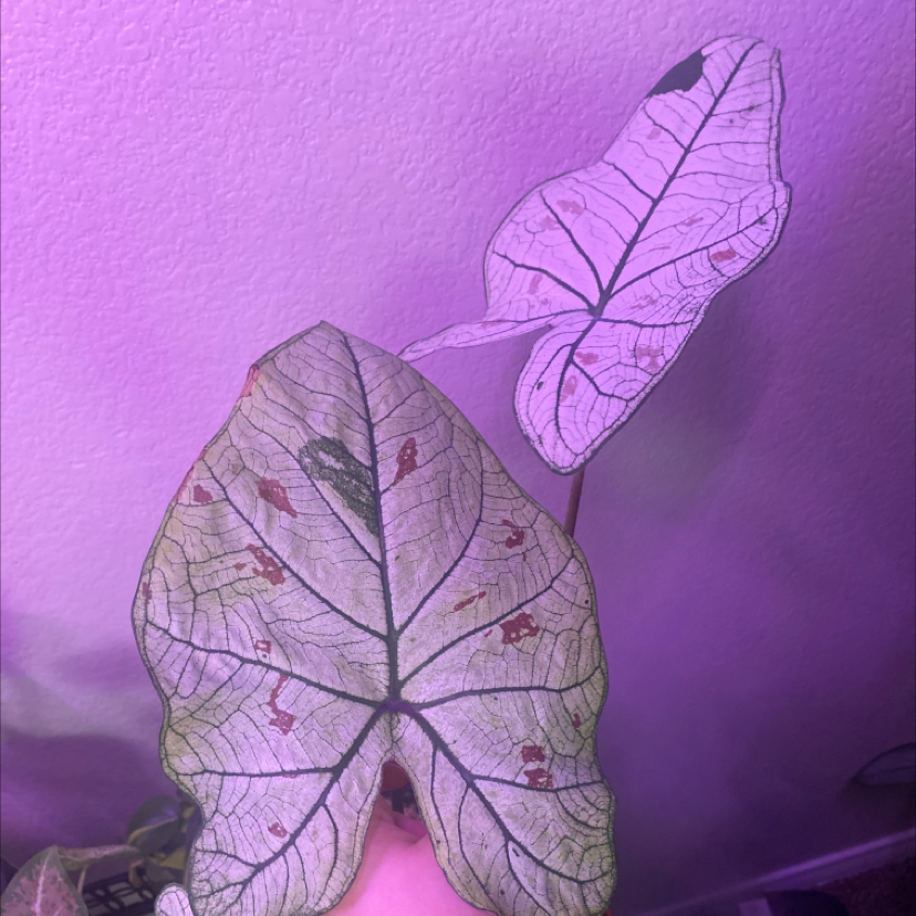 7 Types Of Caladium 'marie Moir' Worth Growing