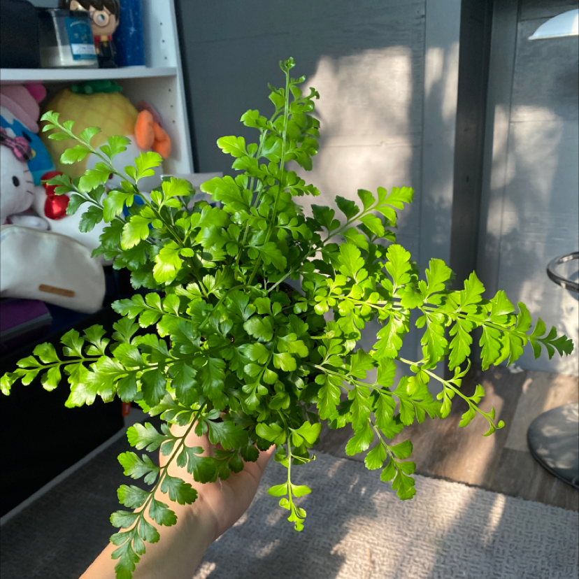 10 Advantages of Having a Austral Gem Fern