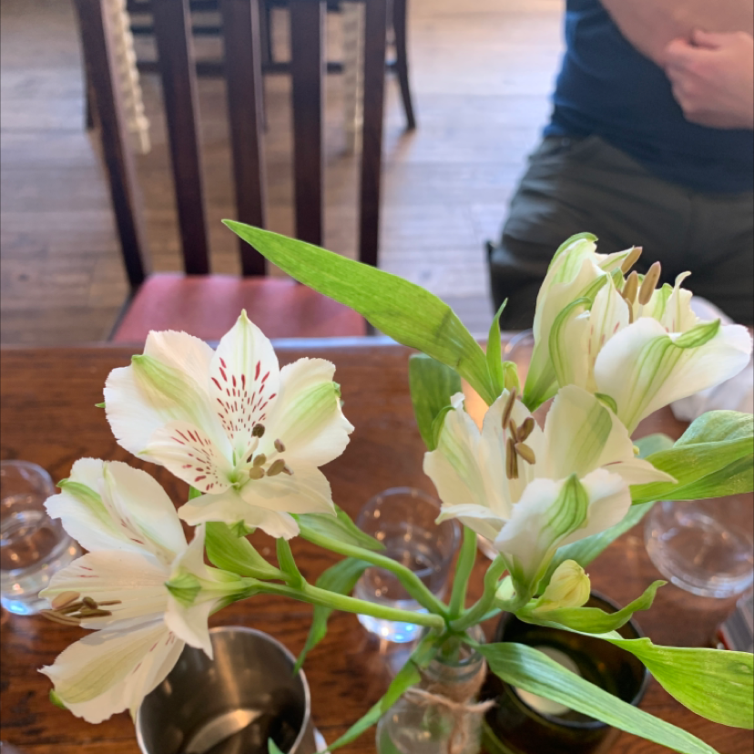 🐛 What To Do About Bugs on My Peruvian-Lily?