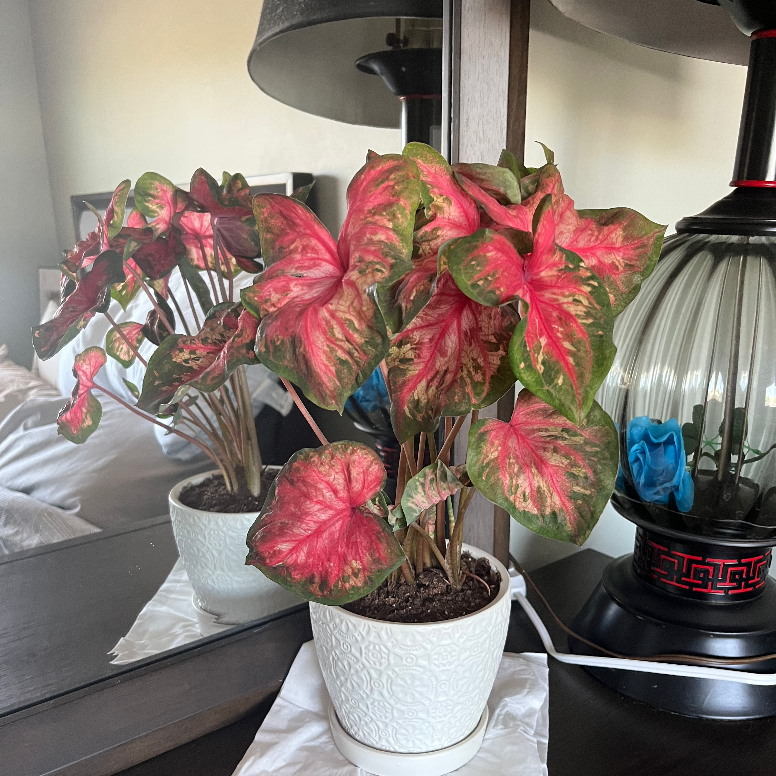 ️ Why Are My Heart of Jesus Leaves Mushy?