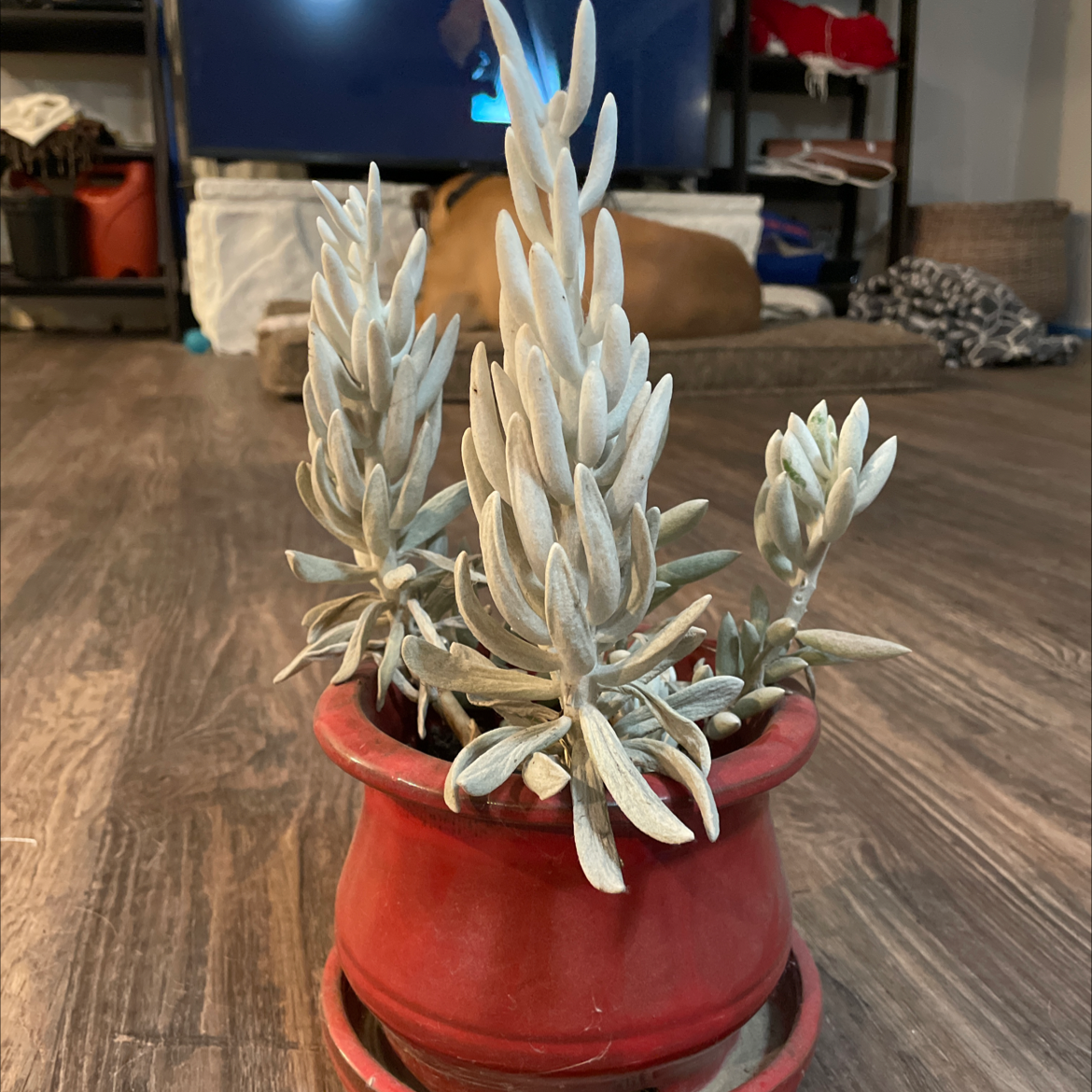 Woolly Senecio Plant Care: Water, Light, Nutrients | Greg App 🌱