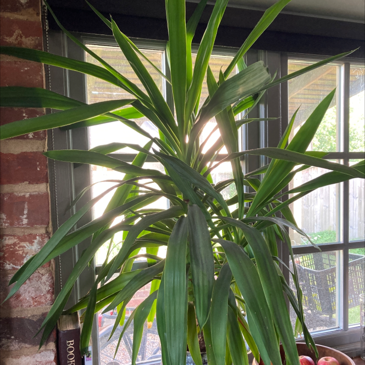 Blue-Stem Yucca Plant Care: Water, Light, Nutrients | Greg App 🌱