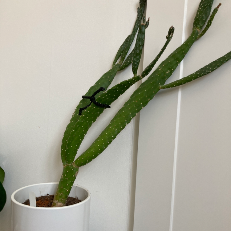 🚧 Soil Recommendations for Road Kill Cactus