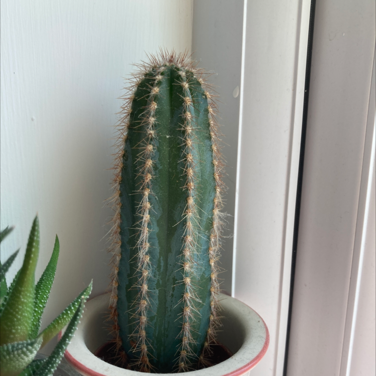 The Complete Blue Columnar Cactus Plant Care Guide: Water, Light & Beyond