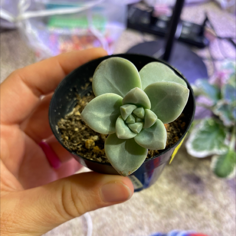 What Temperature Should My Ghost Plant Be Kept At?