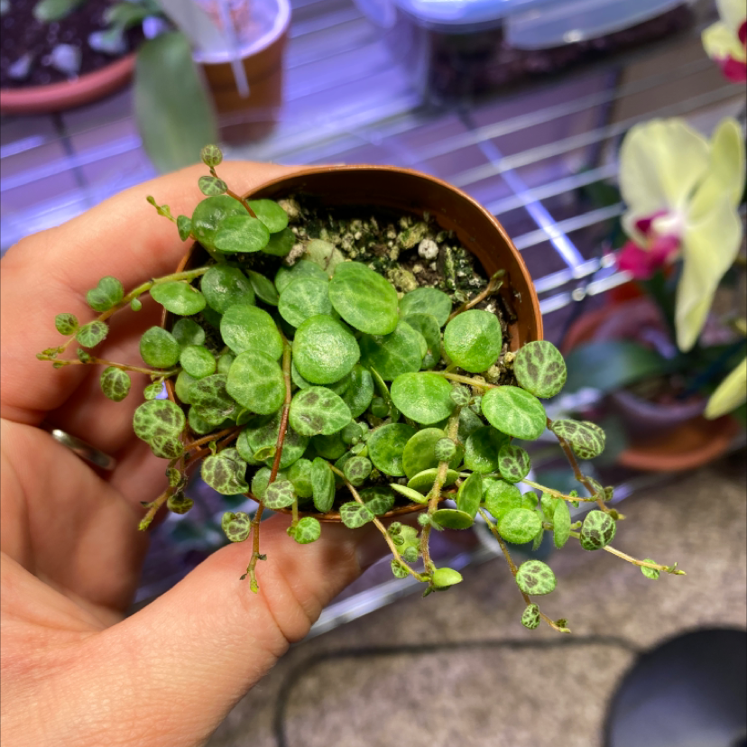 🐢 Propagating Your String of Turtles: Step-by-Step Guide