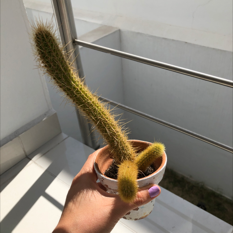 How to Propagate Your Lady Finger Cactus