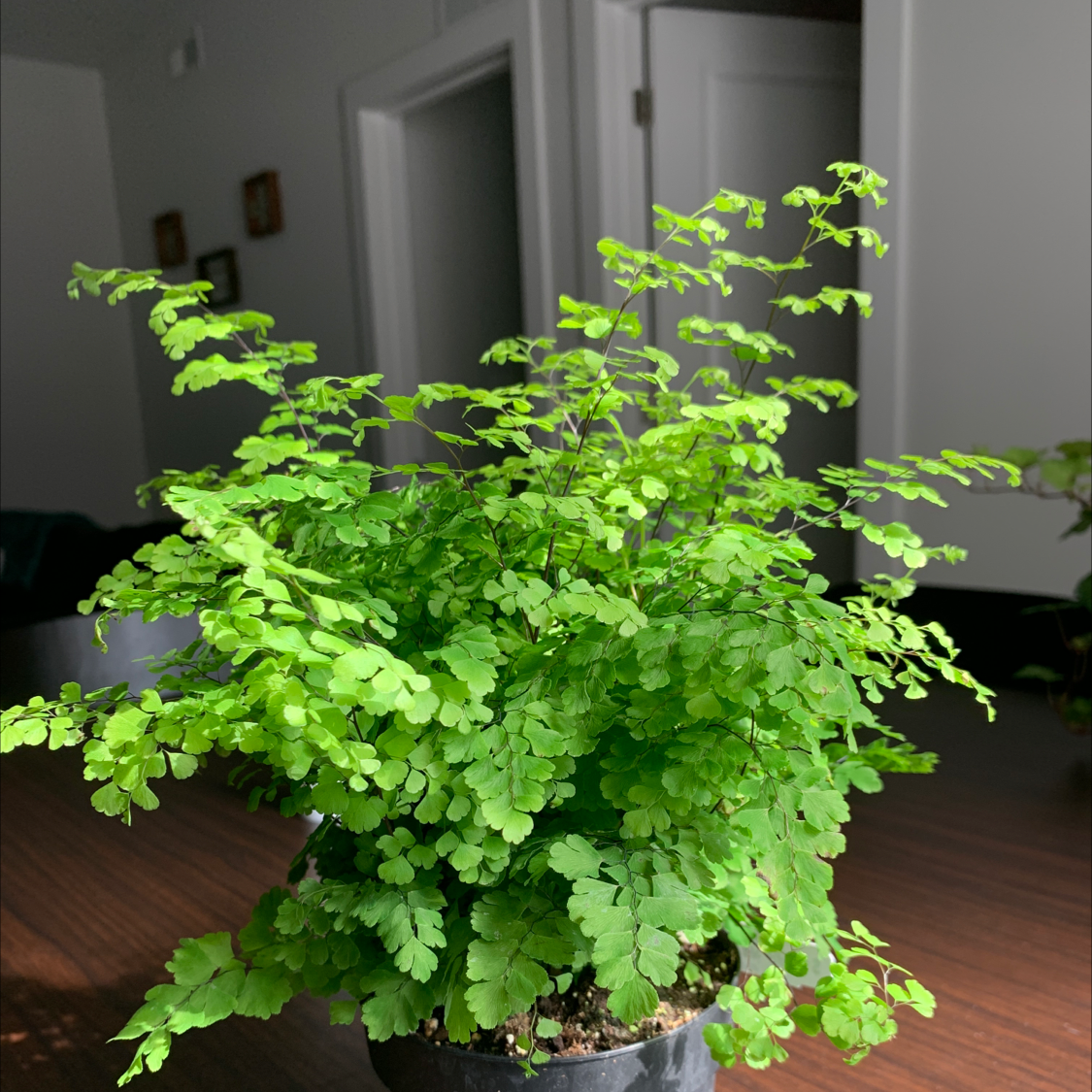 Best Soil Potting Mix For Maidenhair Fern