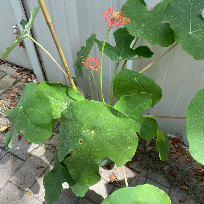 Why Are There Black Spots on My Buddha Belly Plant Leaves?