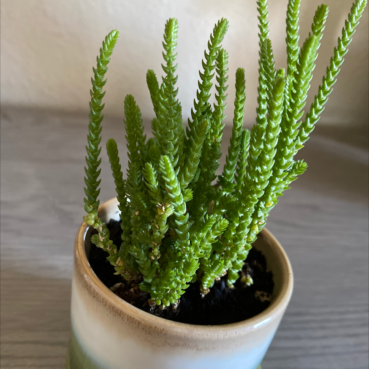 🐛 What To Do About Bugs on My Watch Chain?