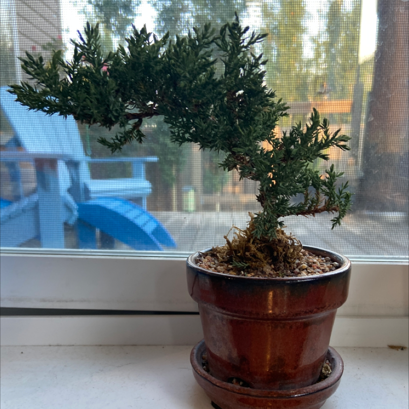 Propagating Japanese Garden Juniper: Step-by-Step Guide