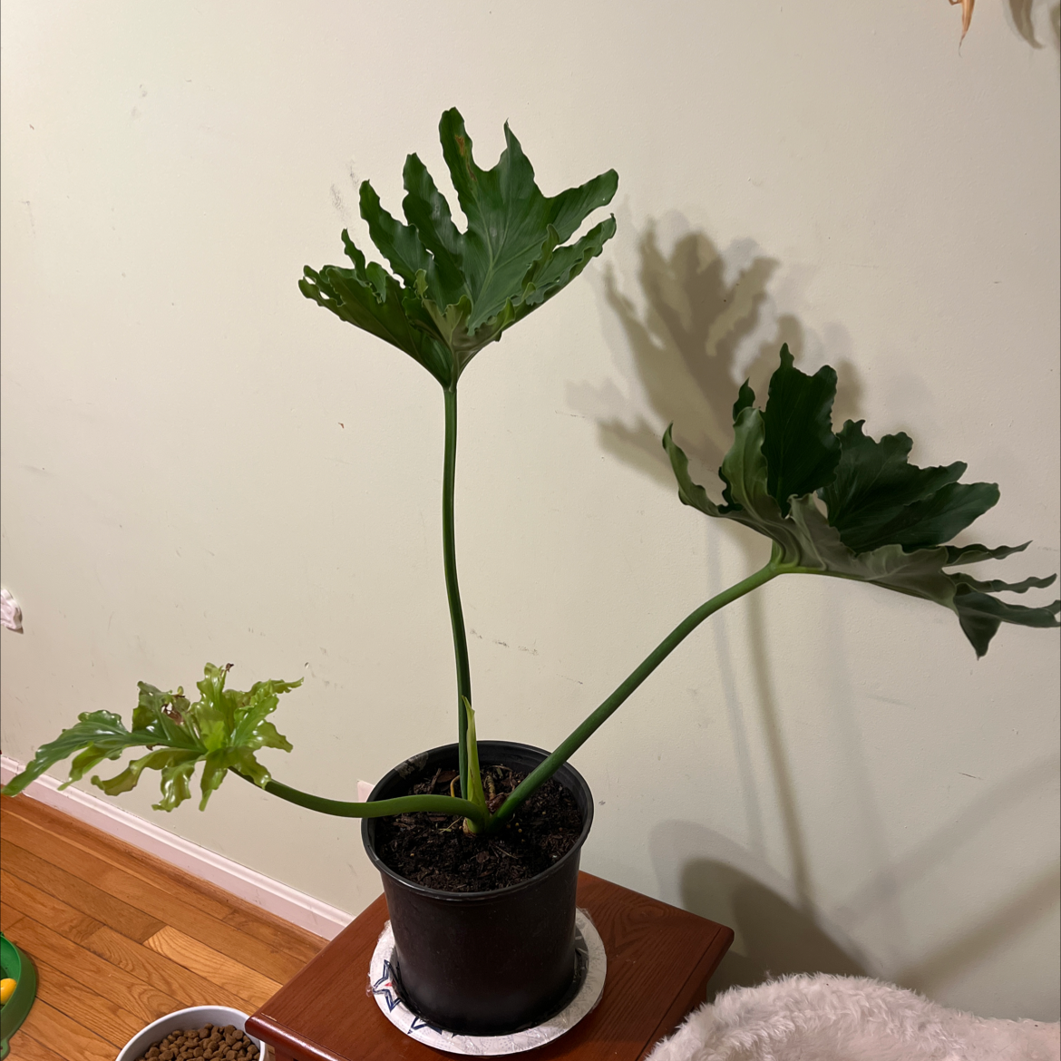 Why Are There Brown Spots On My Split Leaf Philodendron?