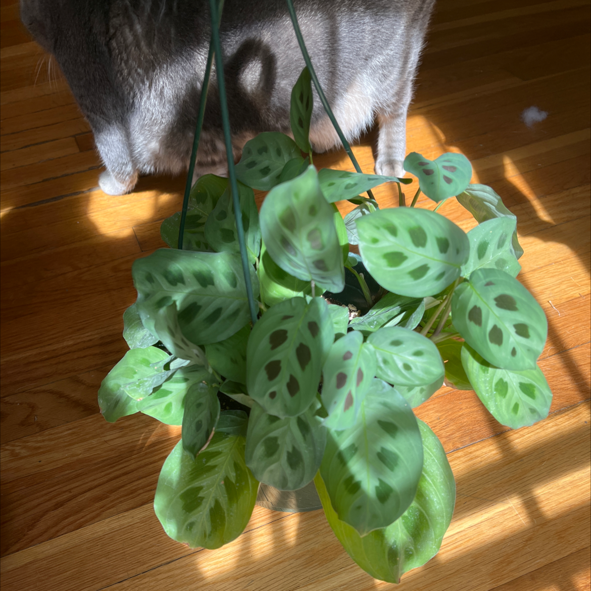 🙏 Propagating Your Red Prayer Plant: Step-by-Step Guide