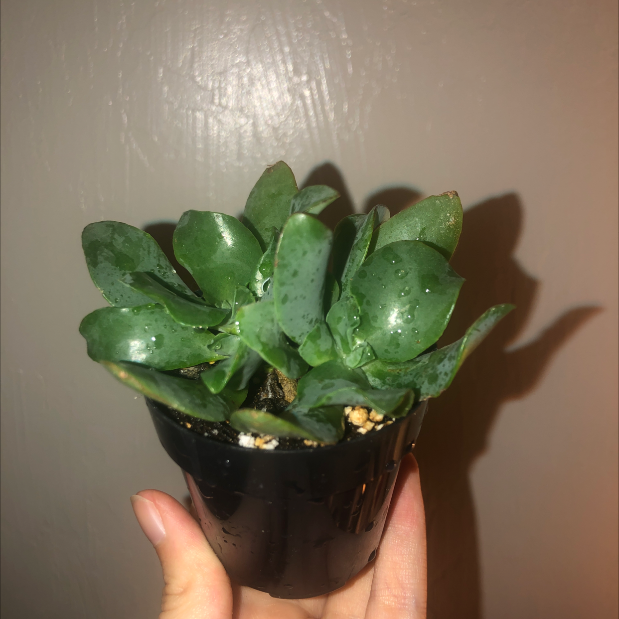 💧 Why Are My Ripple Jade Leaves Droopy?