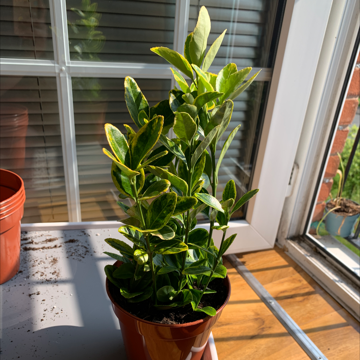 Propagating Your Japanese Spindle: Step-by-Step Guide