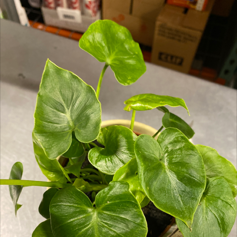 Chinese Taro Root Rot Solutions