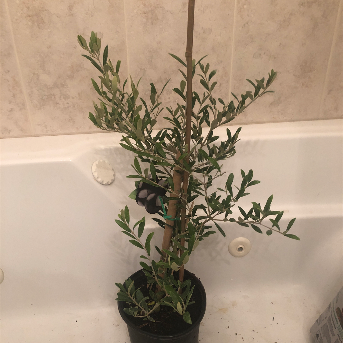Why Are My Olive Tree Leaves Falling Over? 🫒