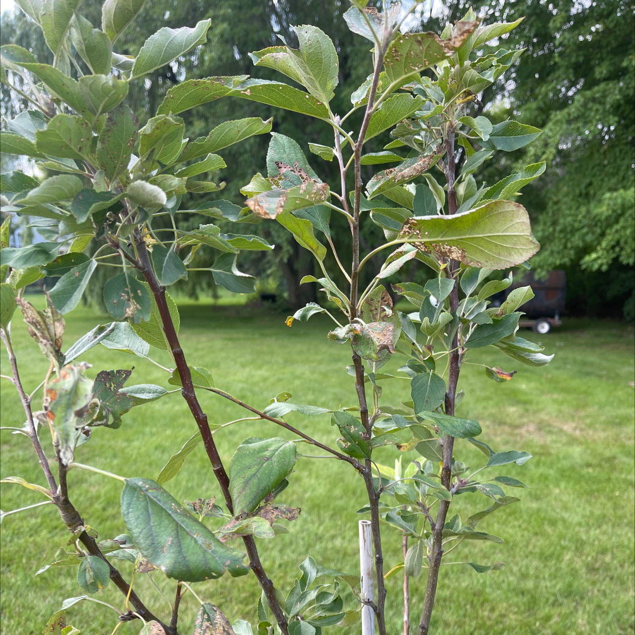 🍎 How Do I Fix Apple Root Rot?