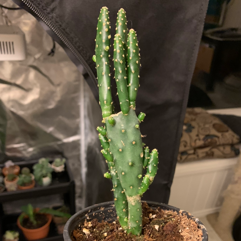 🌵 10 Advantages of Having a Drooping Prickly Pear