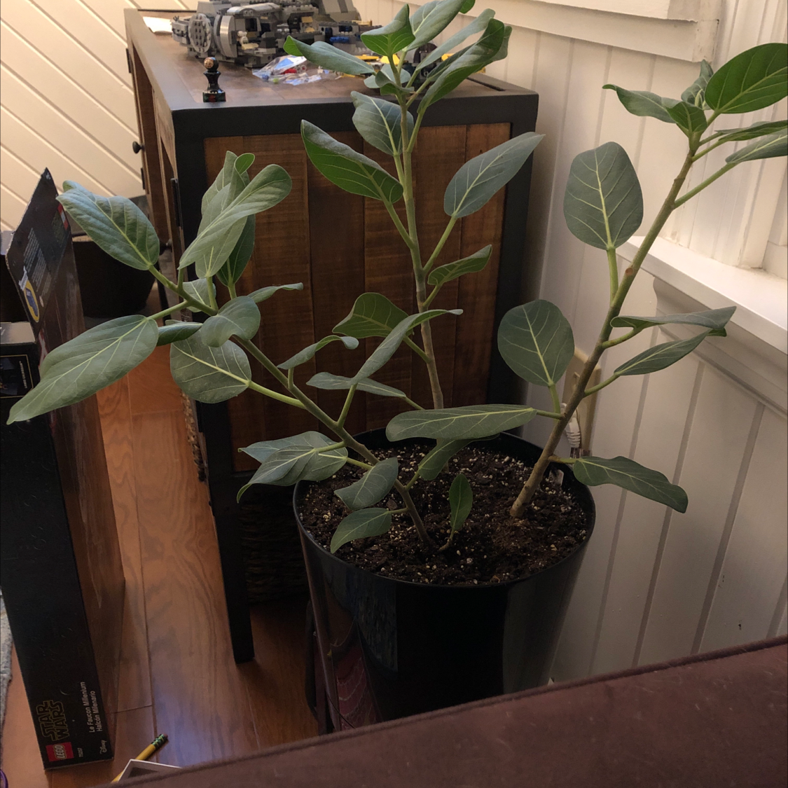 10 Advantages Of Having A Audrey Ficus