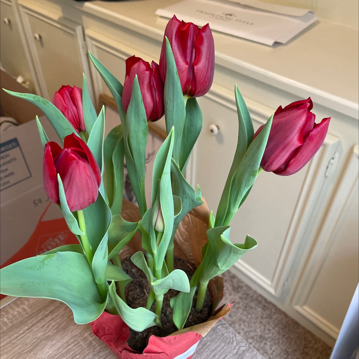 💧 Why Are My Garden Tulip Leaves Droopy?