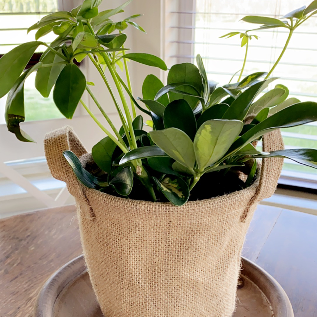 Soil Recommendations For Umbrella Tree