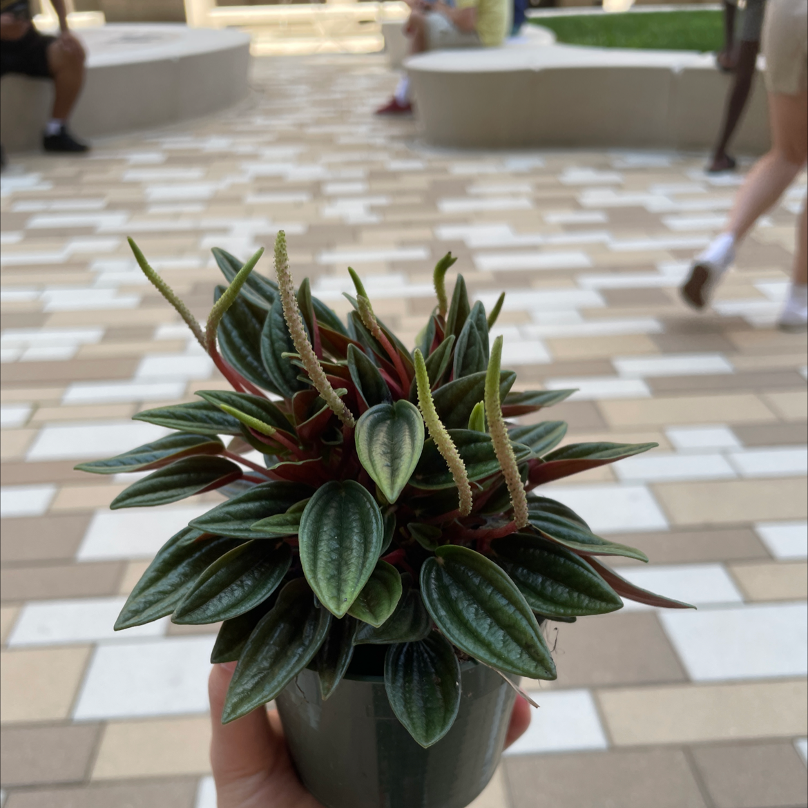 Propagating Emerald Ripple Peperomia: The Ultimate Guide 🌱