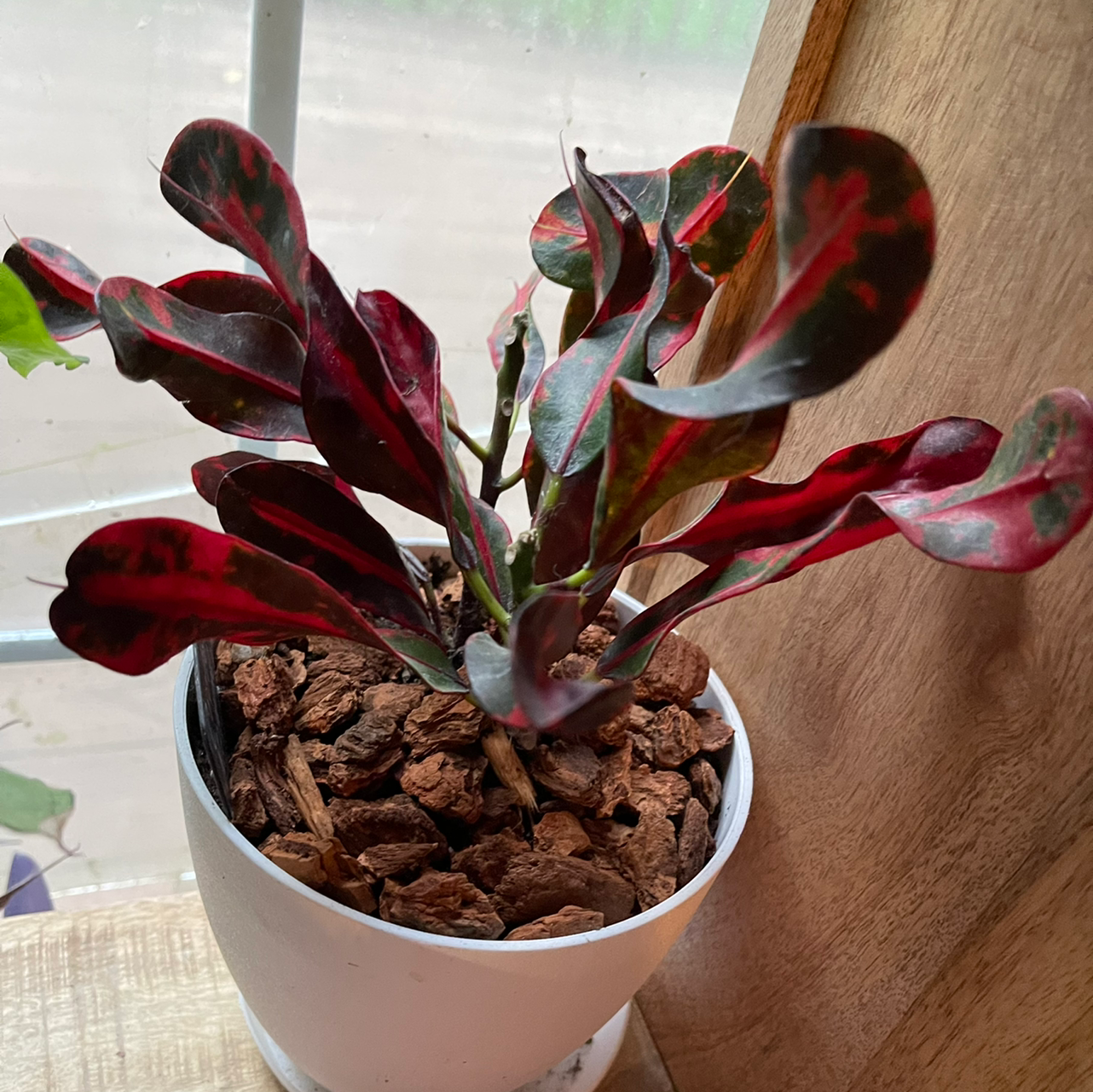 Best Soil for Croton Mammy