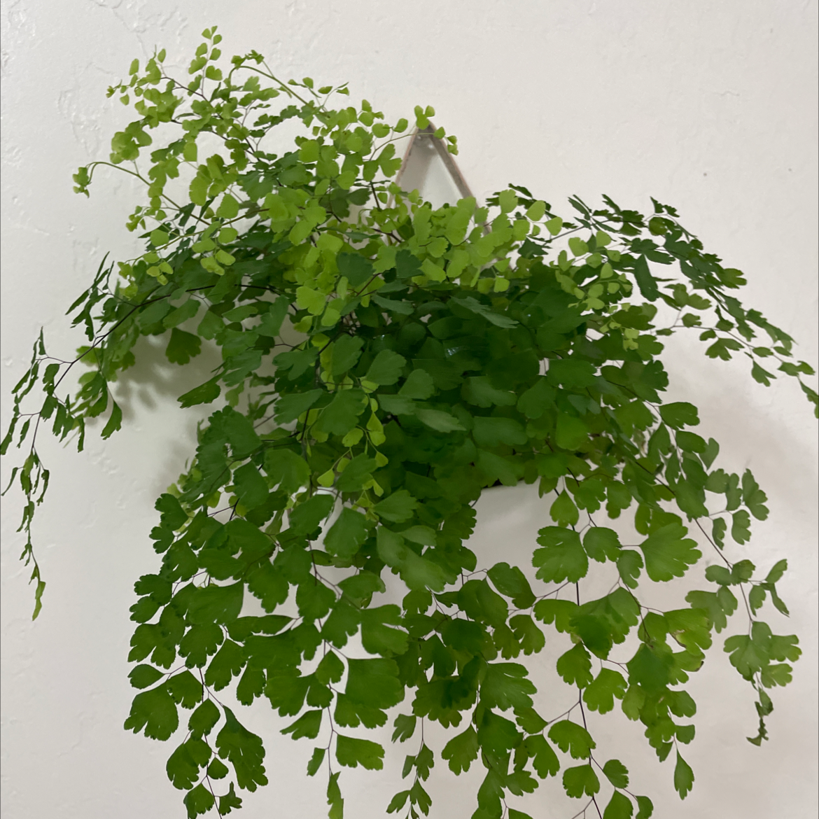 🐛 What To Do About Bugs on My Maidenhair Fern?