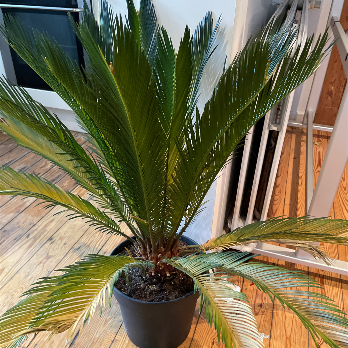 What To Do About Sago Palm 🤒 Yellow Leaves