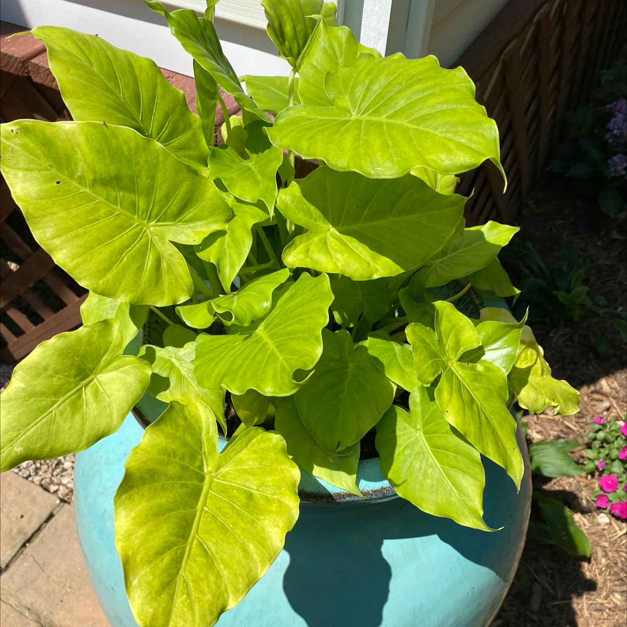 Black Spots on My Alocasia 'Calidora' Leaves